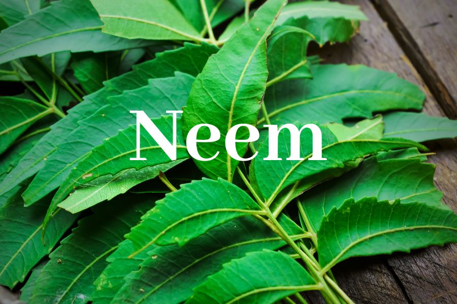 The Skin and Hair Benefits of Neem: A Natural Remedy for Radiant Healt ...