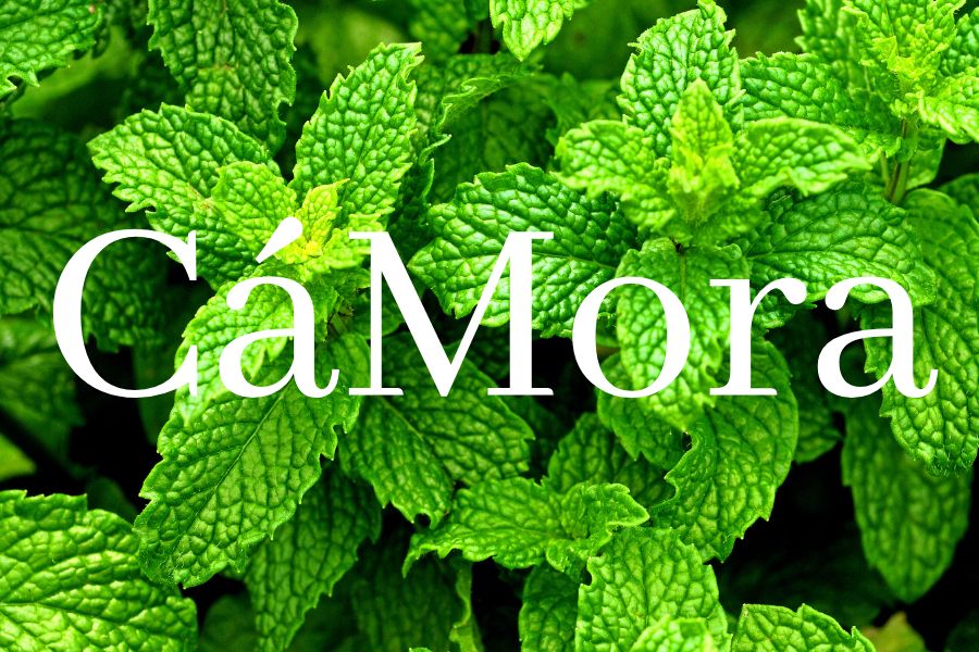 The Benefits of Peppermint in Organic Skin Care Products – CáMora ...